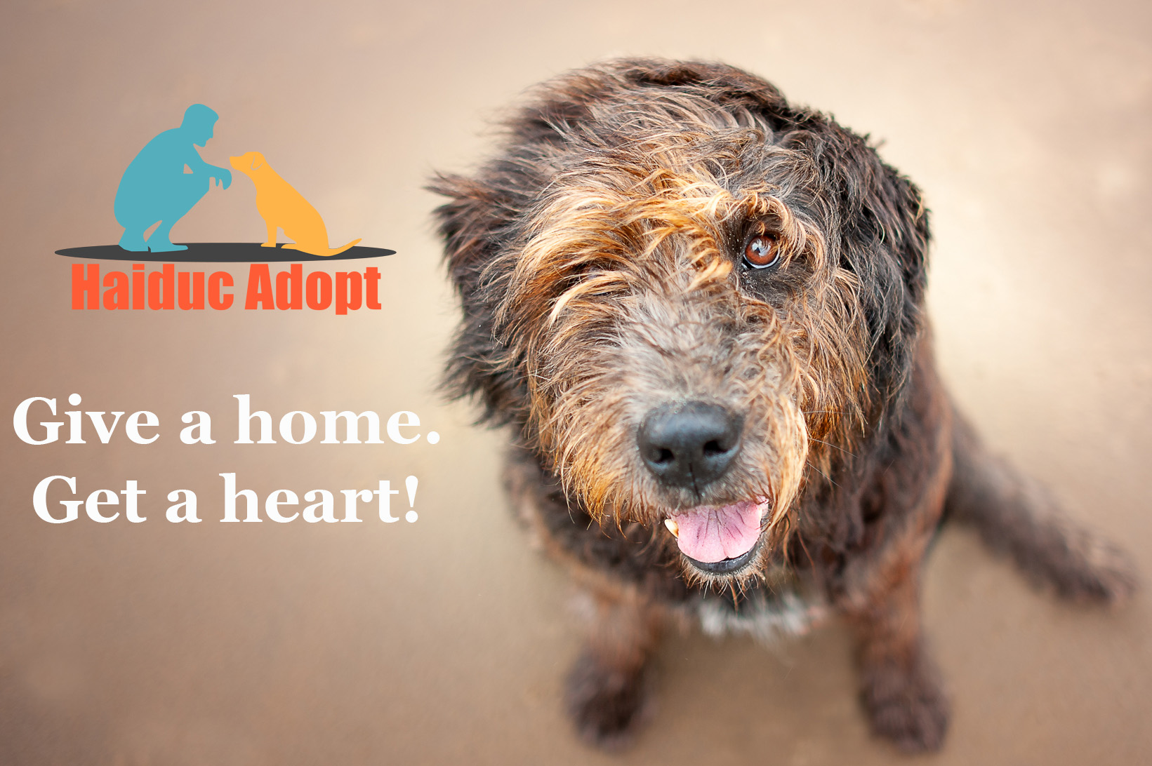 Haiduc Adopt